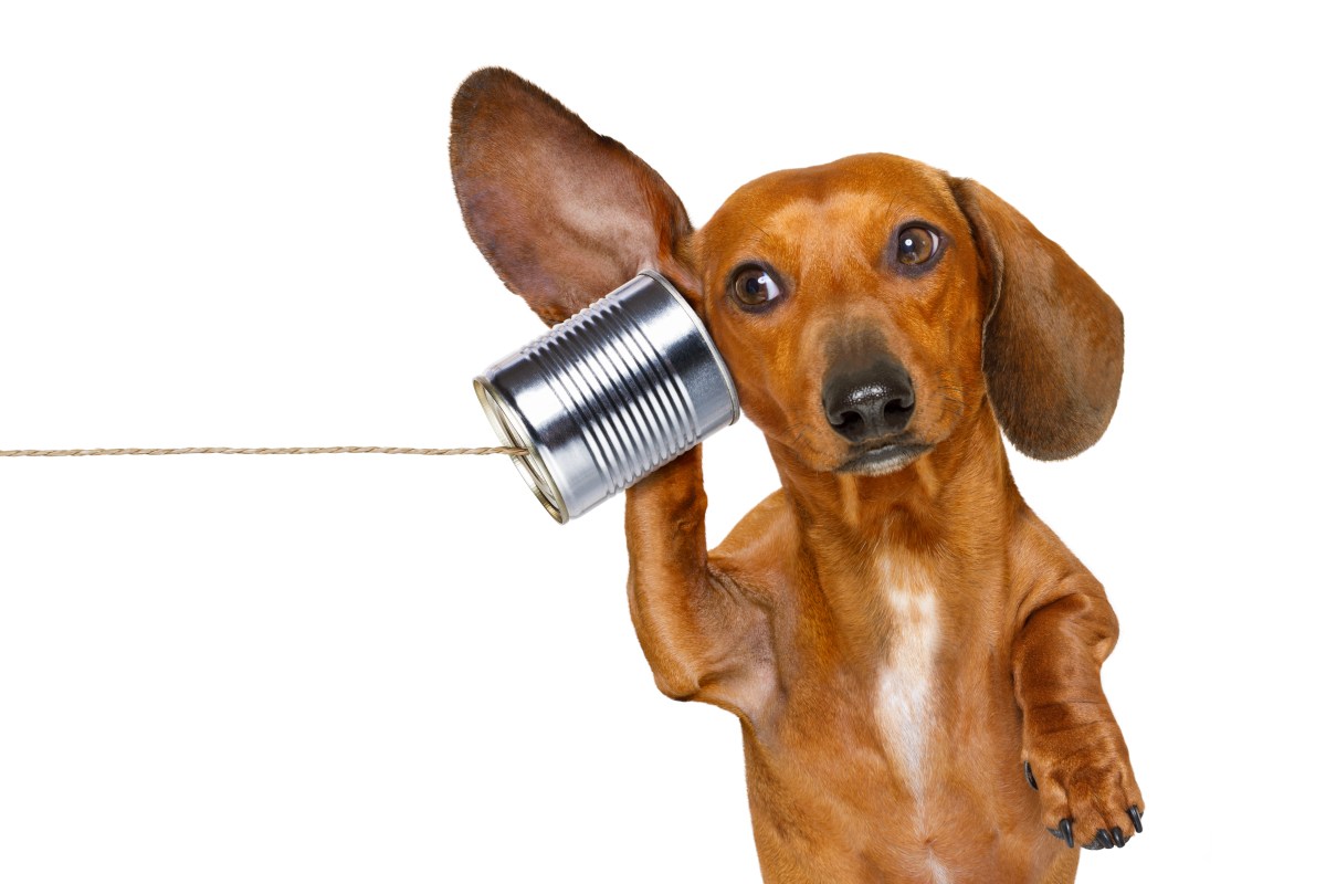 How to Speak Dog—and Why Learning Dog Language Could Save Your Pet’s ...