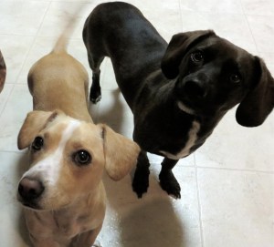 New Study Shows Dogs Think Like Humans – Yellow Dog Blog